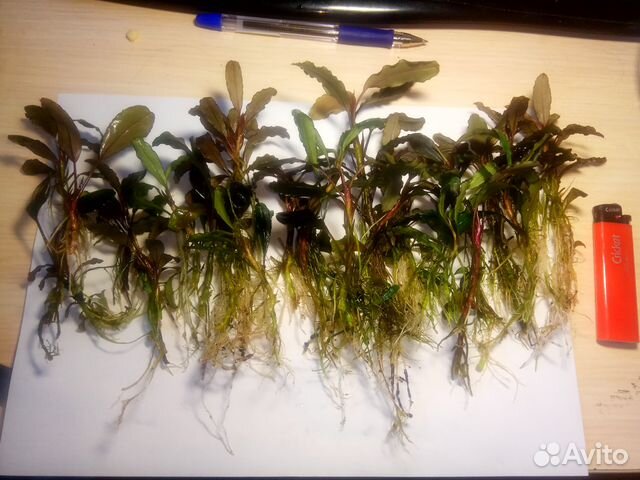 Буцефаландры