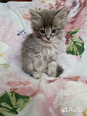 Скоттиш-страйт (Шотландская прямоухая кошка)