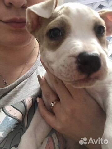 Щенок амстаффа