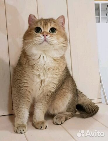 Золотой тикированный котик для вязки