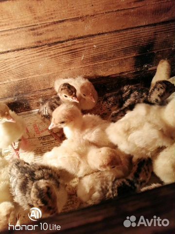 Продам индюшат и петухов