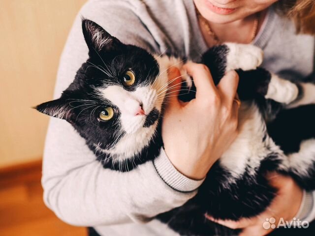 Скромная кошечка Сима в добрые руки