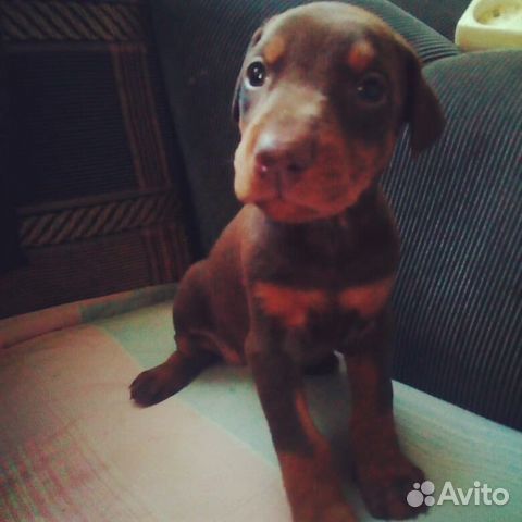 Предлагаются к продаже щенки породы доберман