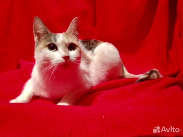 Кошка Зайка в дар