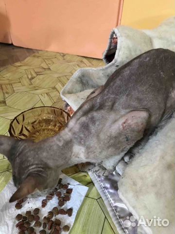 Донской сфинкс