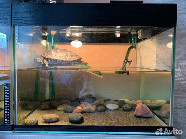 Акватеррариум 50 л с черепашкой в подарок