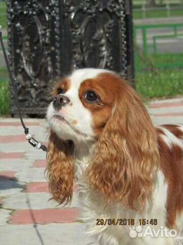 Девочка в хорошие руки