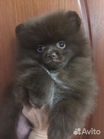 Шоколадный медвежонок