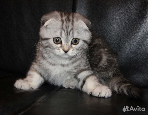 Вислоухие котята