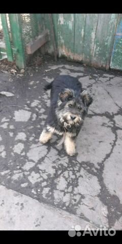 Собака беспородистая