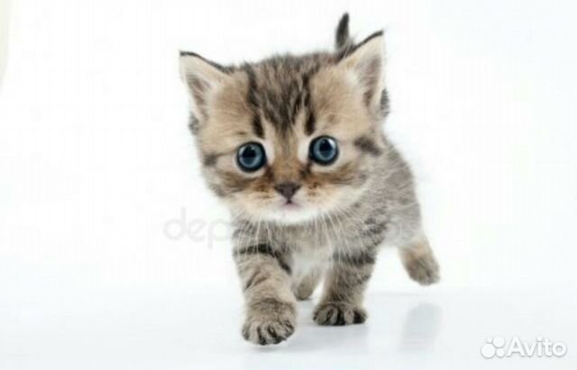 Котята Бенгалы