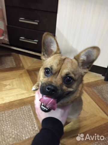 Крошка в поисках дома