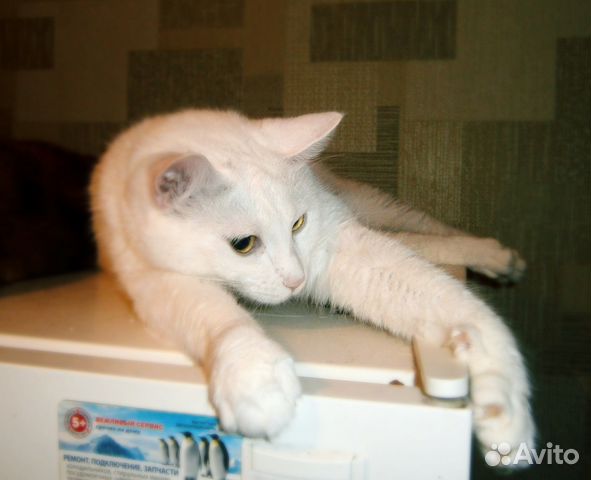 Молодая белая кошечка в ответственные руки