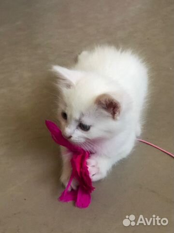 Белый котенок ждет новую семью