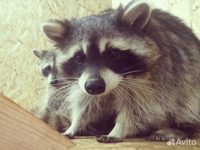 Енот