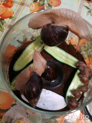 Улитка ахатины улитки иммакулята