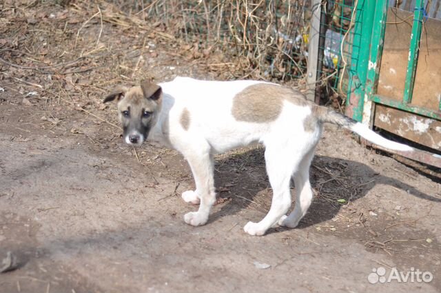 Щенок мальчик игривый общительный