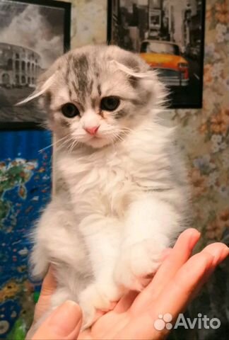 Шотландский малыш