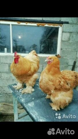 Породистые петухи