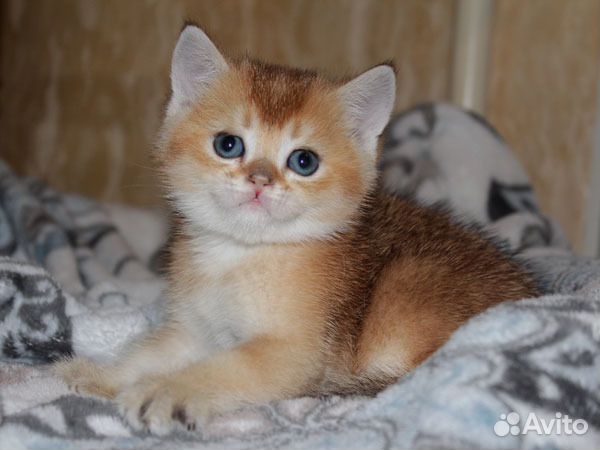 Золотистый тикированный котик