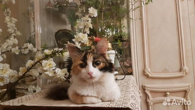 Трехцветный котенок мини кошки