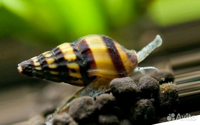 Улитки хелены- улиткоеды