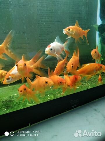 Золотые рыбки (Комета) для пруда