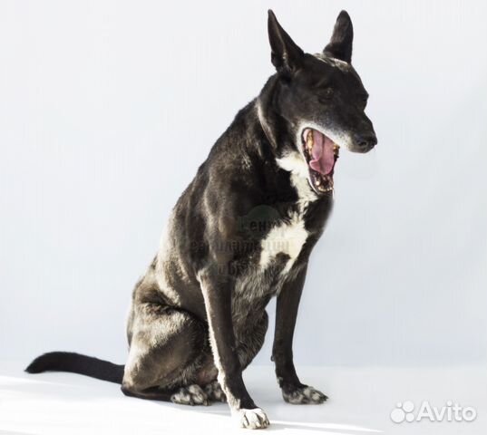 Возрастной собаке нужен дом