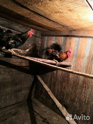 Молодые петухи