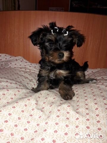 Продаются две очаровательные девочки, породы йорк