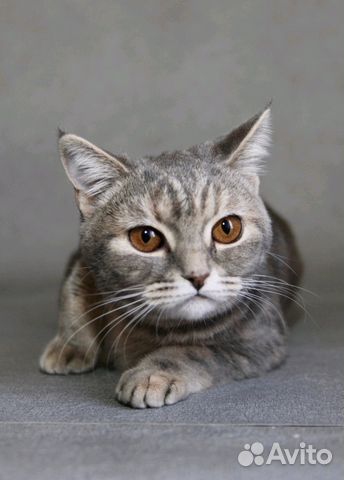 Котенок Мальвина