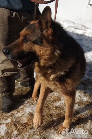 Немецкая овчарка в добрые руки