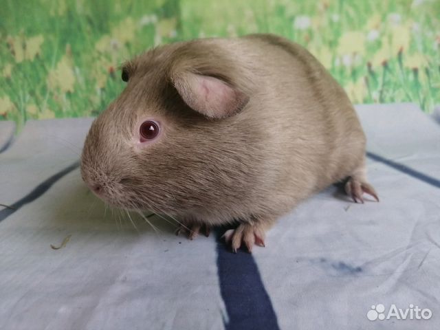Морская свинка мальчик