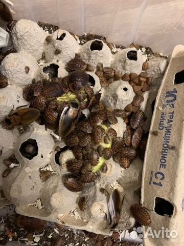 Тараканы Blaberus Boliviensis