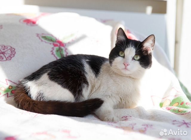 Зеленоглазое изящество от Природы Стелла в дар