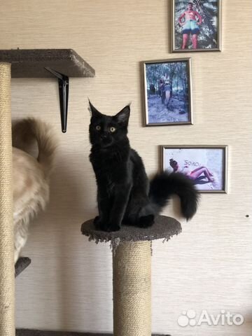 Котёнок мейн кун