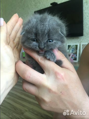 Продаю шотландцев без примеси 3 штуки