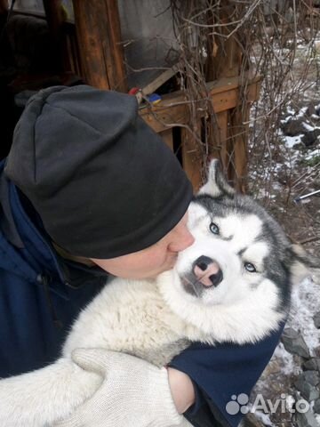 Кобель хаски для вязки И щенки есть девочки и маль