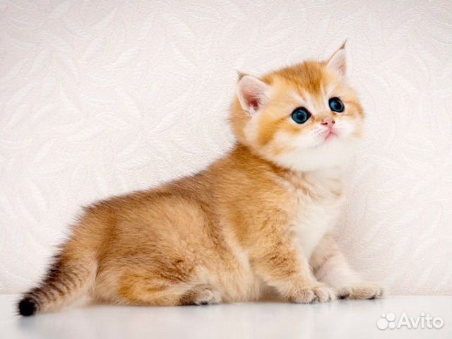 Британская золотая шиншилла мальчик