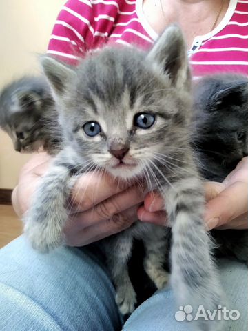 Малыши котята в дар