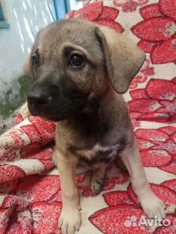 Щенки бесплатно Симферополь