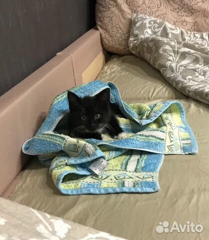 Отдам котёнка