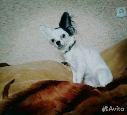 Девочка Чихуа