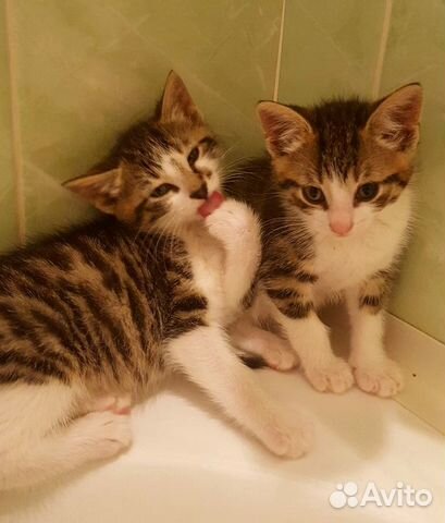 Рысик и Лео - чудо котята