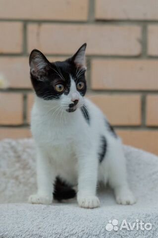Котята