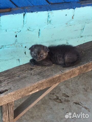Шотландский котик