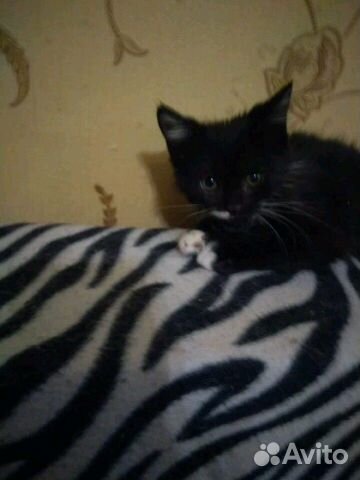 Котёнок в добрые руки