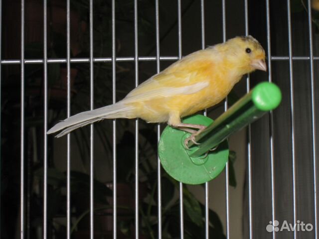 Кенары и канарейки