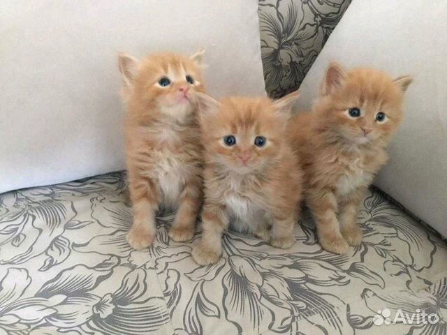 Продам котят мейн-кун