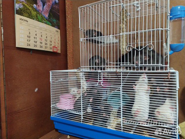 Крысы ручные все